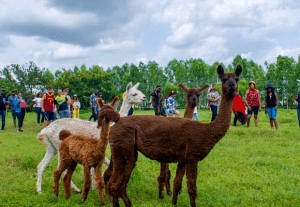 Discover an Epic Adventure at ALMAT Farms Abuja - SabiAbuja