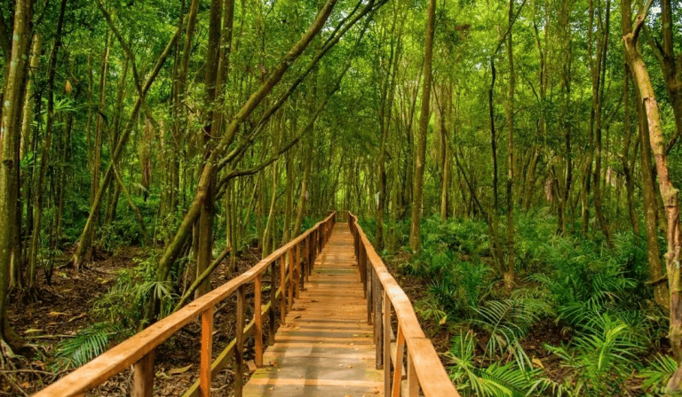 Explore Lagos: Fun Activities To Do At Lekki Conservation Centre ...
