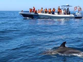 Things to Do in Ballito, SA: A Seaside Gem on the Dolphin Coast - SabiAbuja